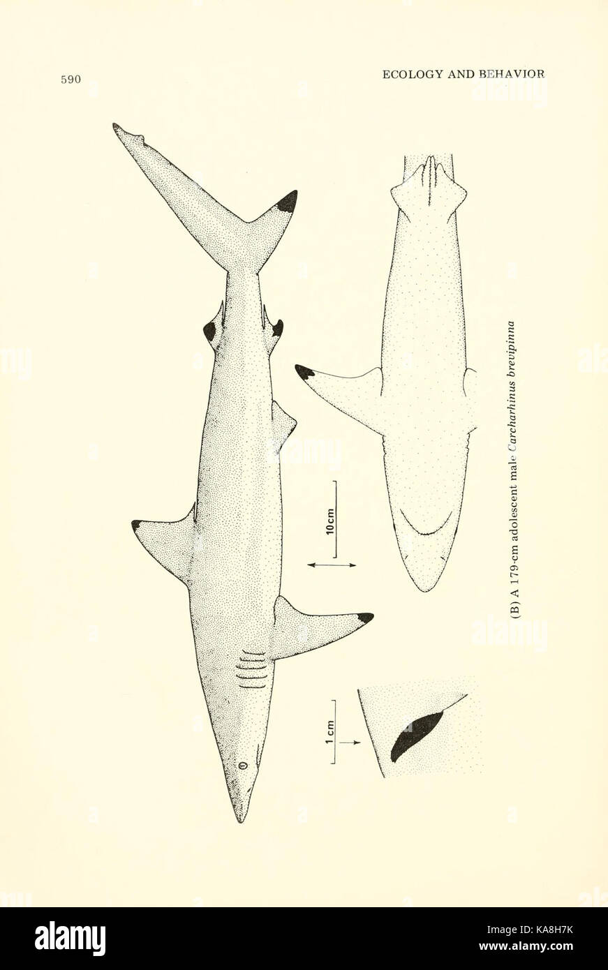 Sensory biology of sharks, skates, and rays (Page 590) BHL2888928 Stock ...