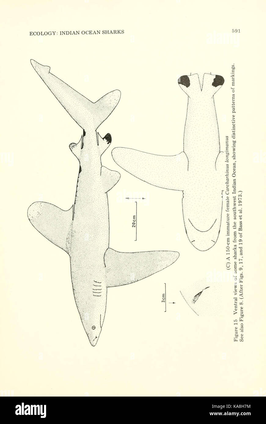 Sensory biology of sharks, skates, and rays (Page 591) BHL2888929 Stock ...
