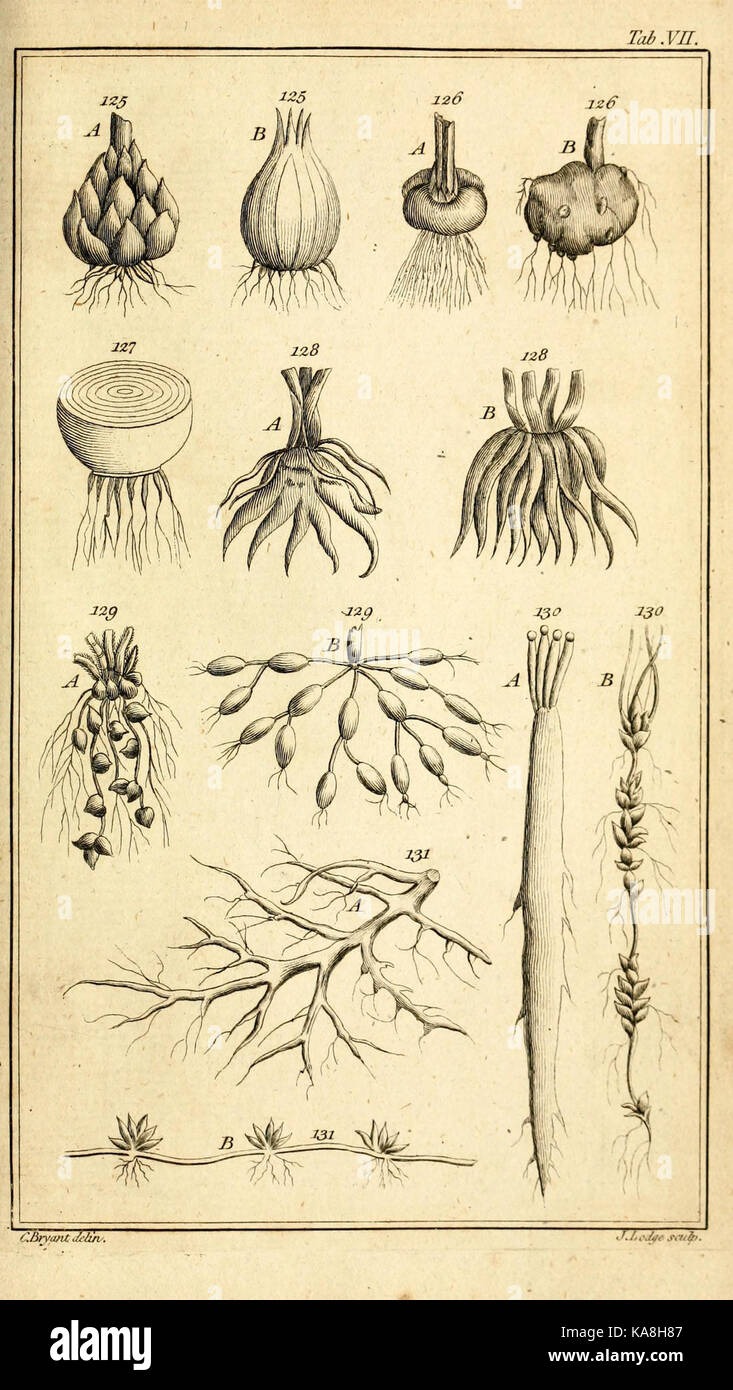 Elements plant anatomy botany hi-res stock photography and images - Alamy