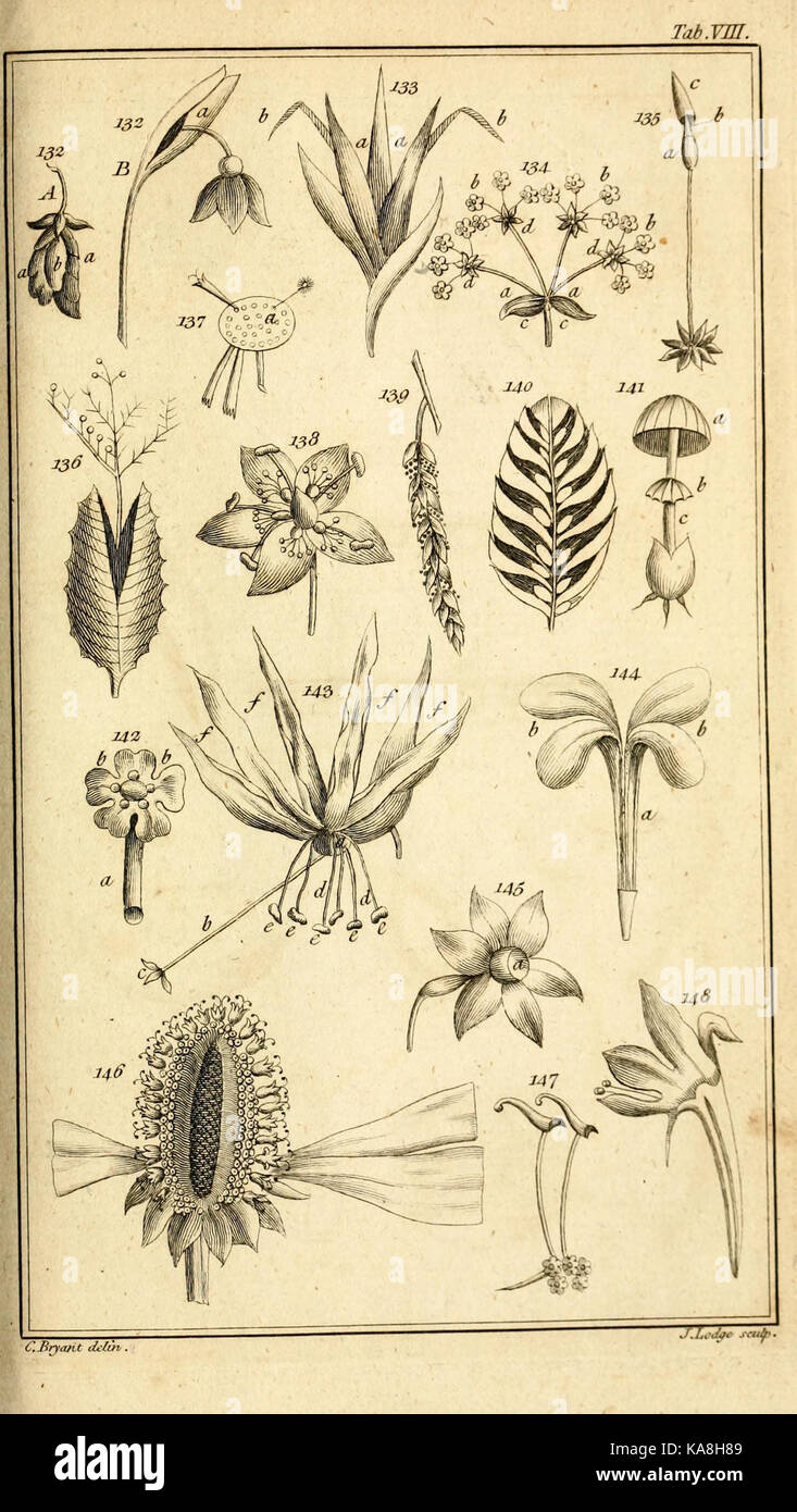 Elements plant anatomy botany hi-res stock photography and images - Alamy