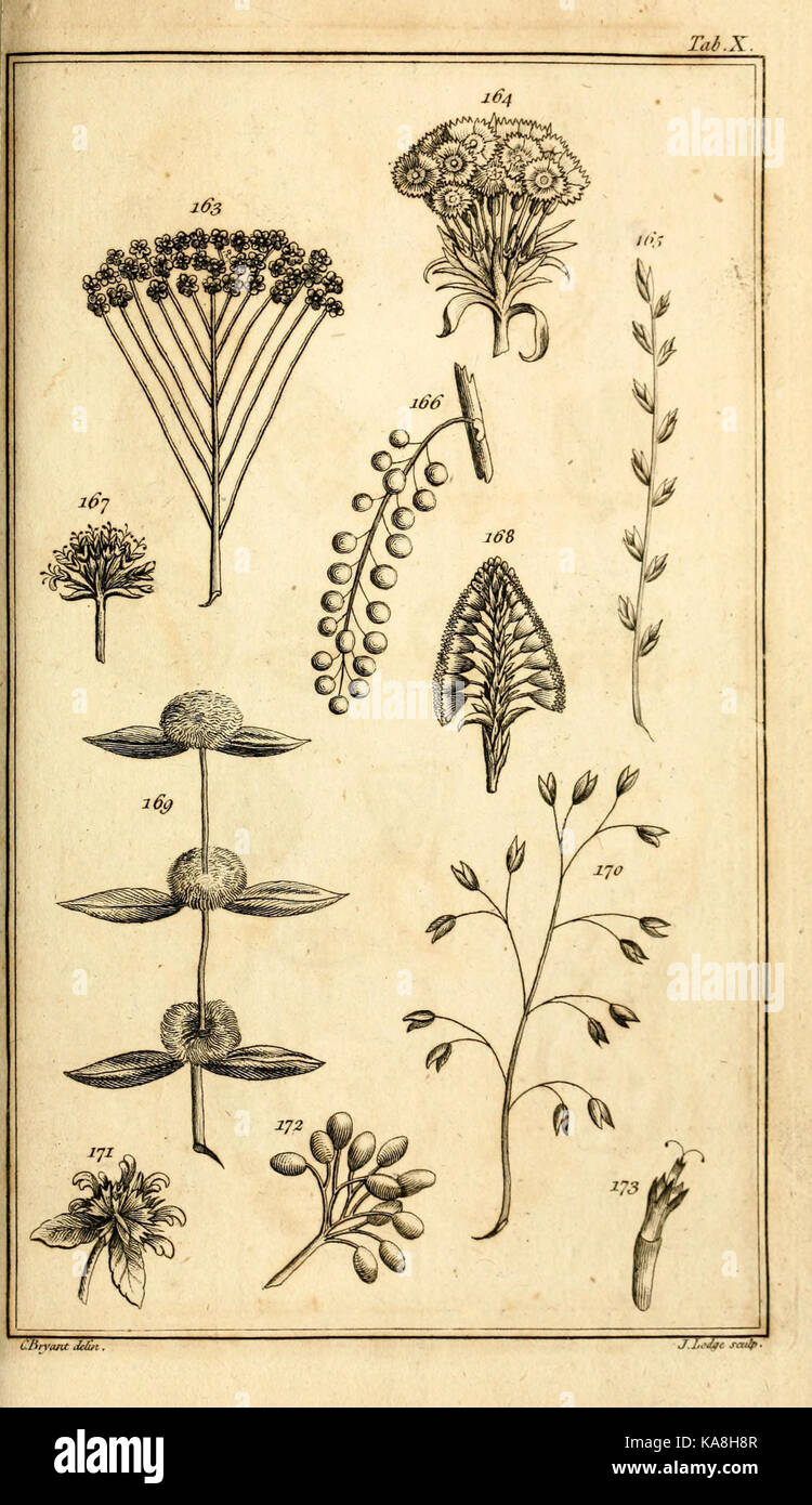 Elements plant anatomy botany hi-res stock photography and images - Alamy