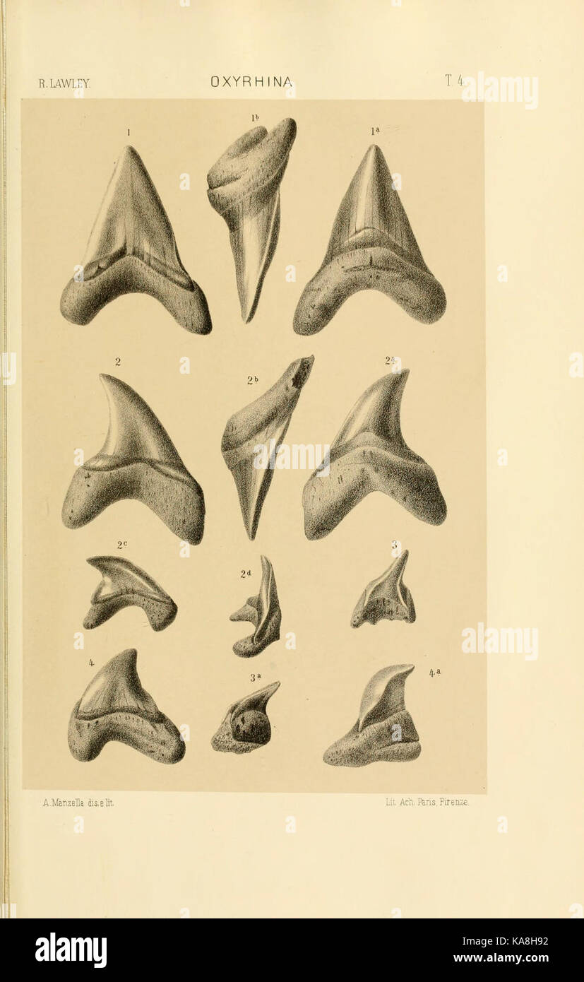 Genera carcharodon hi-res stock photography and images - Alamy