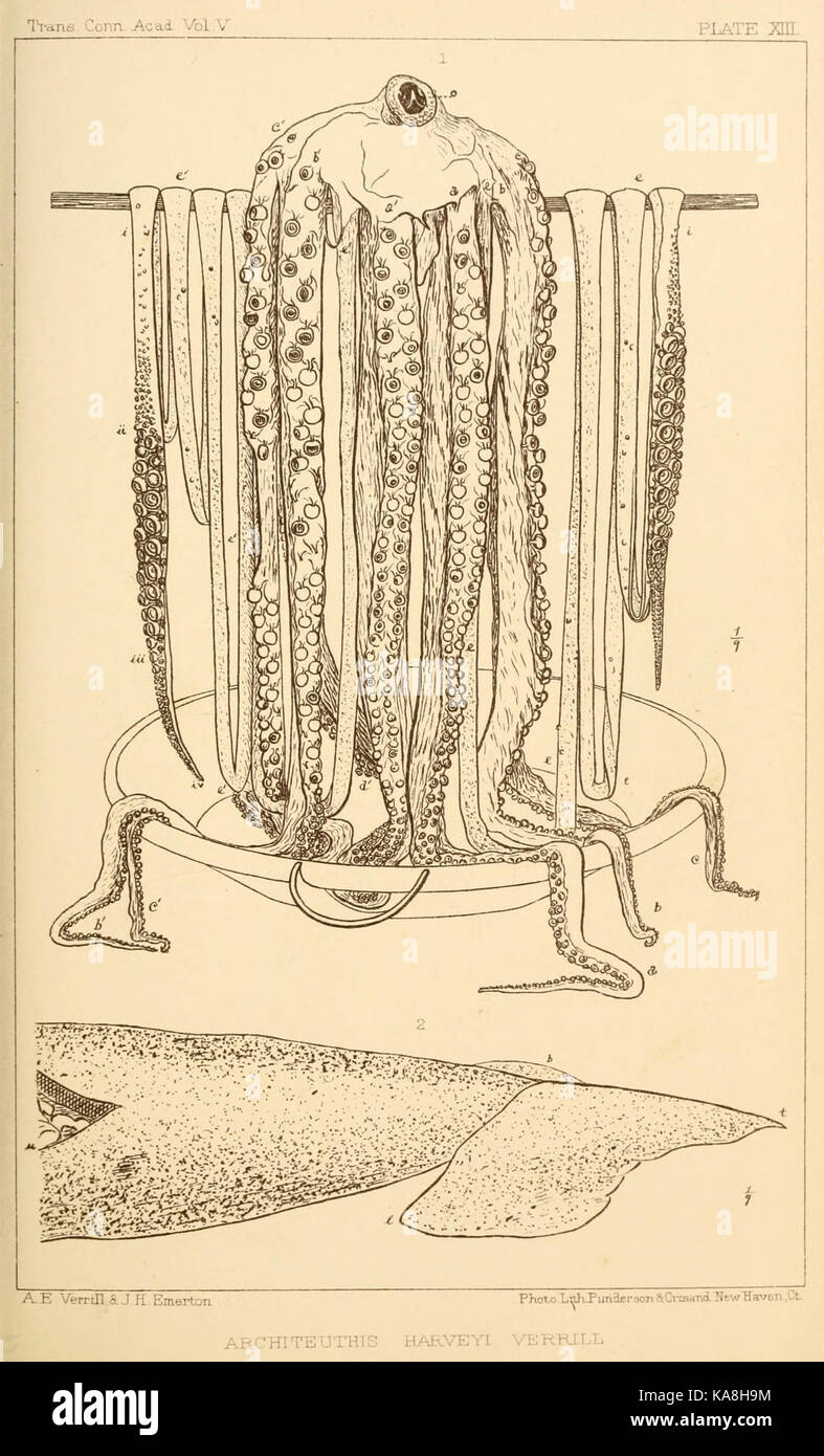 Cephalopods line drawing hi-res stock photography and images - Alamy