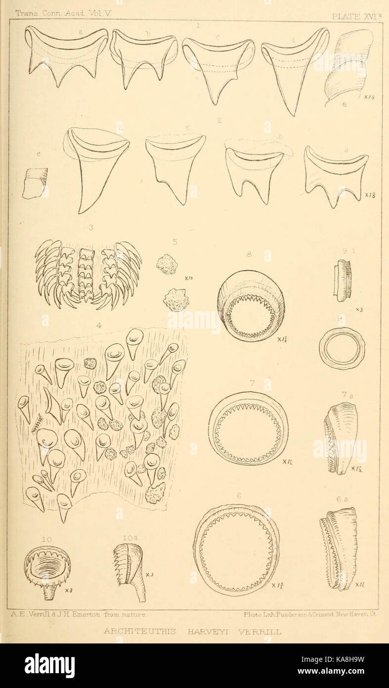 Cephalopods line drawing hi-res stock photography and images - Alamy
