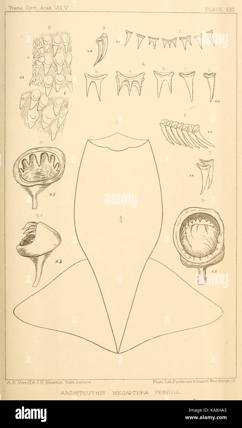 Cephalopods line drawing hi-res stock photography and images - Alamy