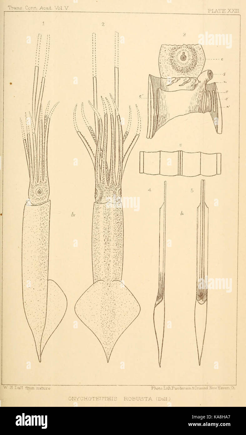 The cephalopods of the north eastern coast of America BHL11826567 Stock ...