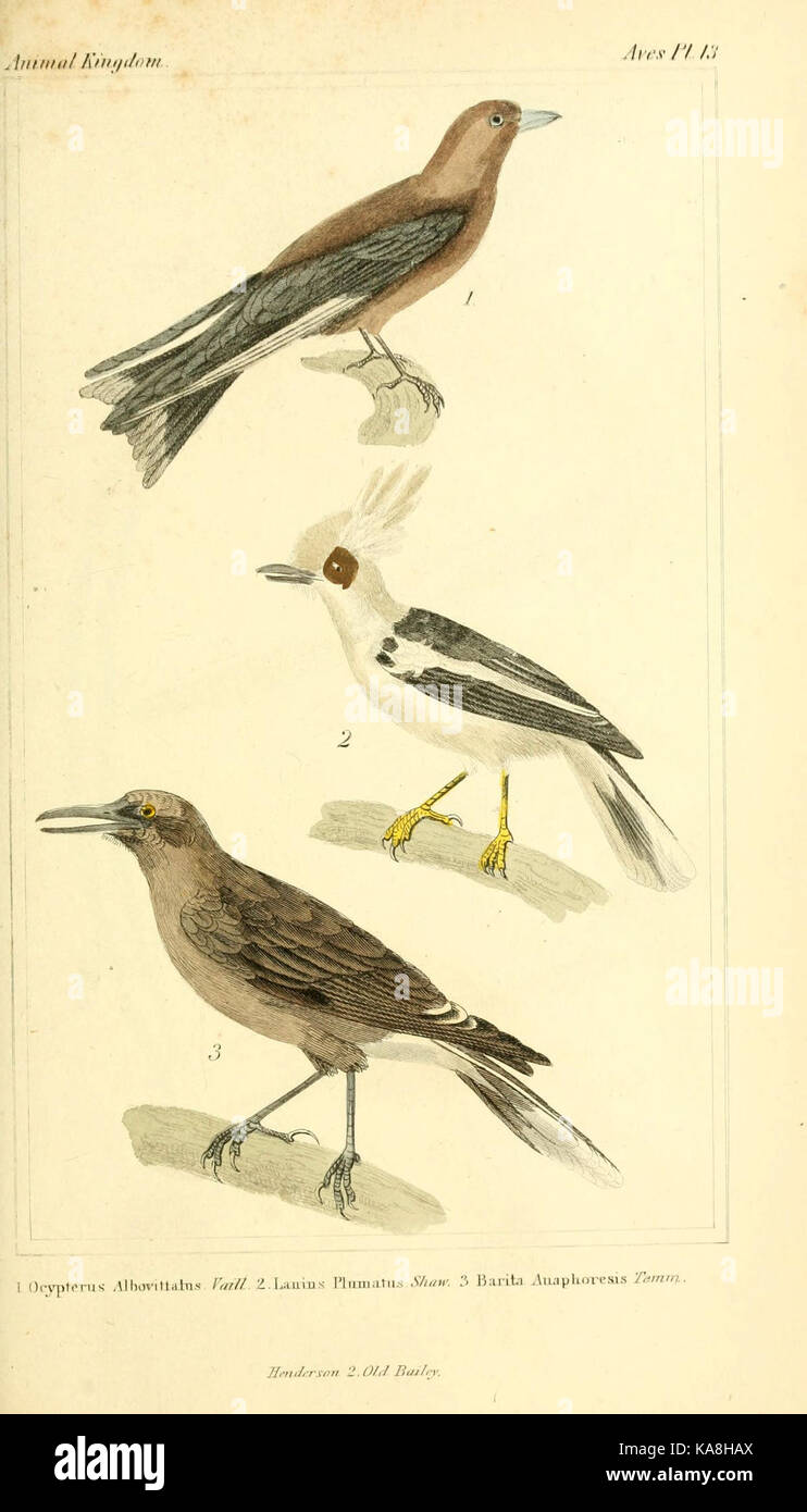 The animal kingdom, arranged according to its organization, serving as ...