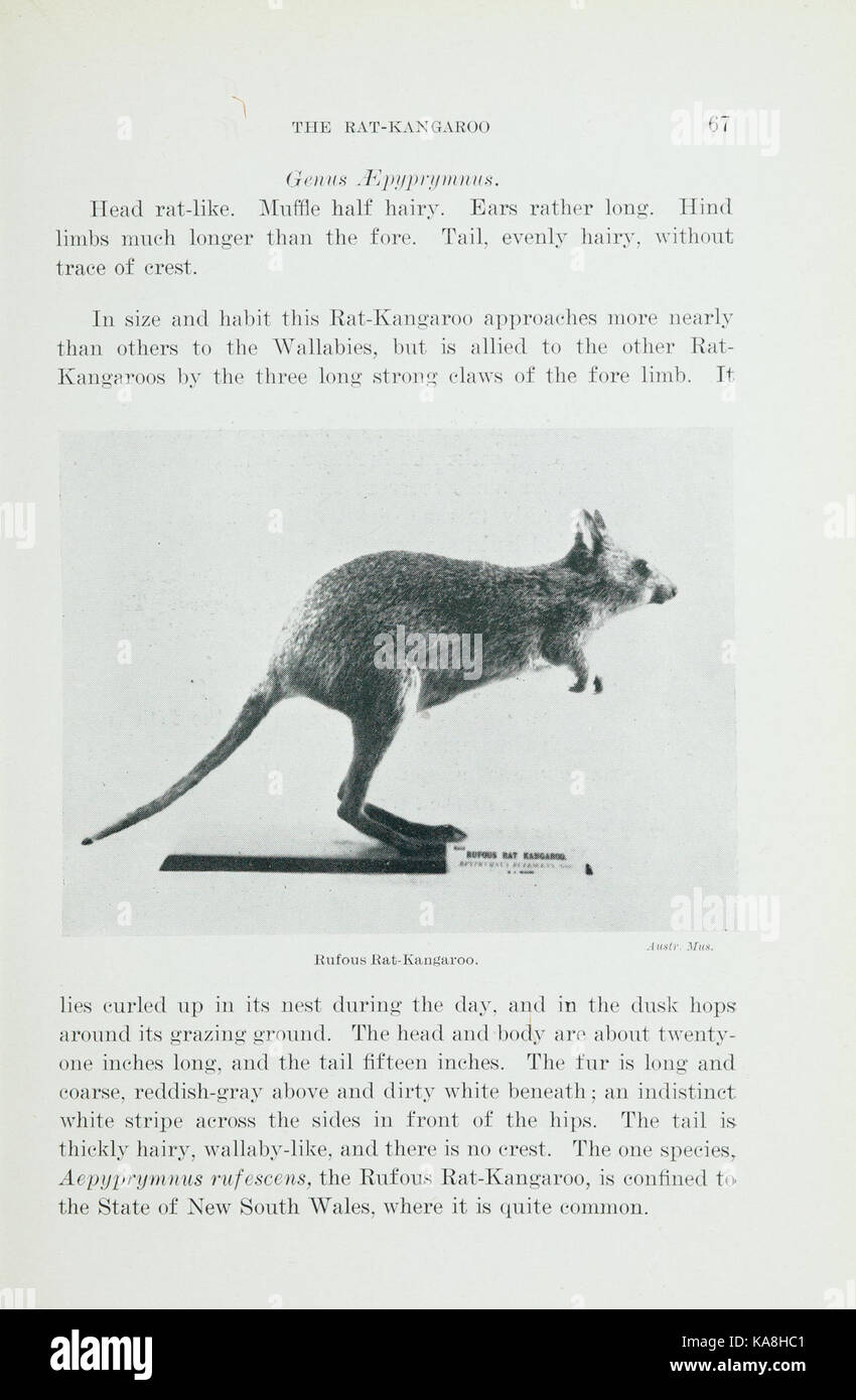 Australian indigenous native animals wildlife fauna hi-res stock ...