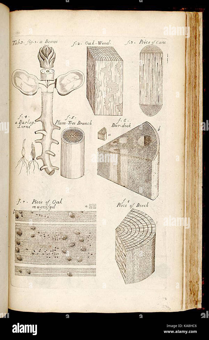 This illustration from 'The Anatomy of Plants' shows a detailed study ...