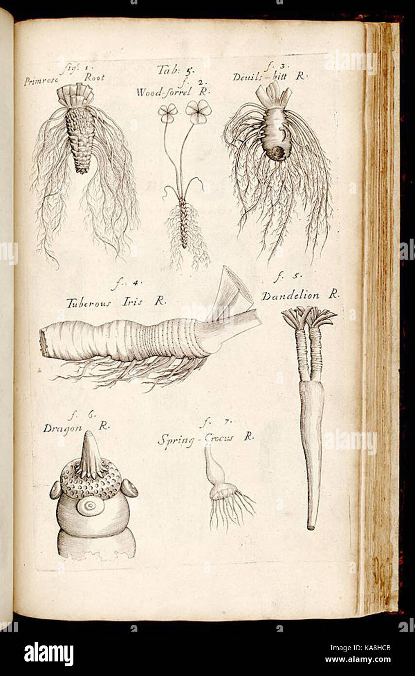 This illustration from 'The Anatomy of Plants' (Tab. 5) offers a ...