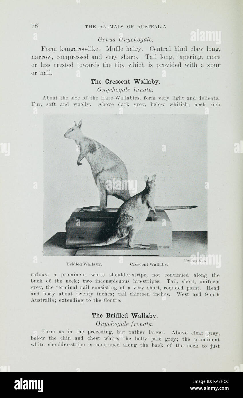 An illustration from the book 'The Animals of Australia,' featured on ...