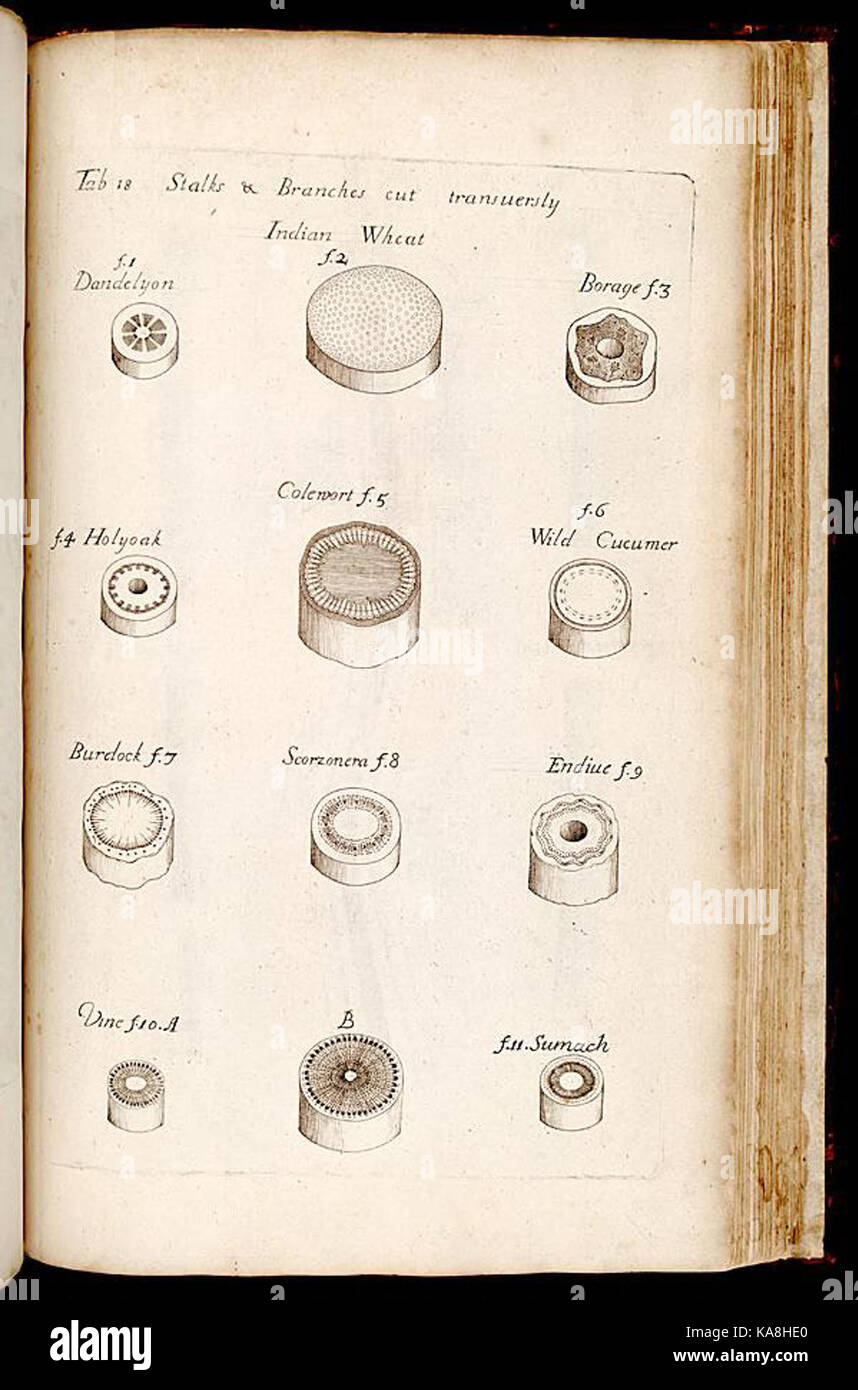 This illustration from 'The Anatomy of Plants' depicts detailed ...