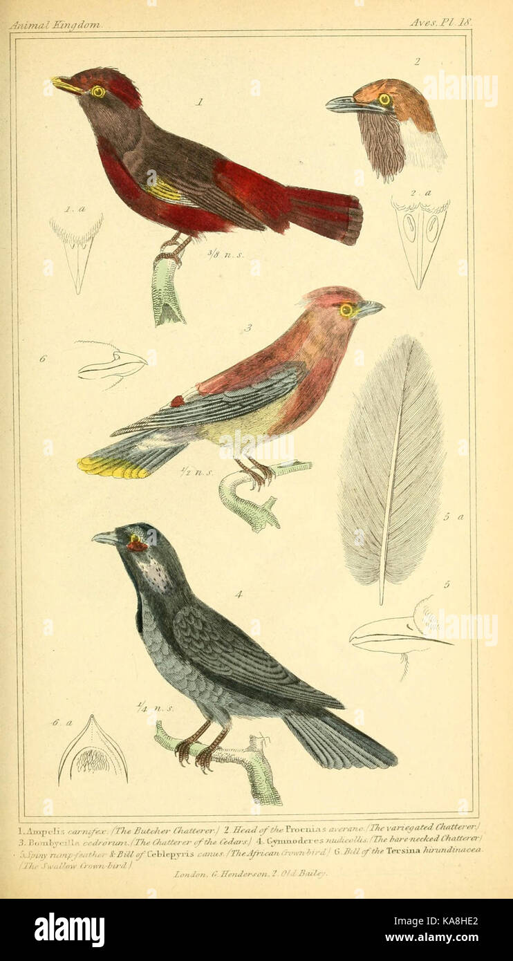 The animal kingdom, arranged according to its organization, serving as ...