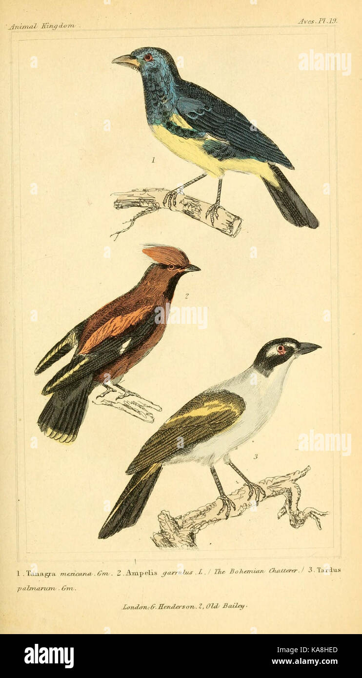 The animal kingdom, arranged according to its organization, serving as ...