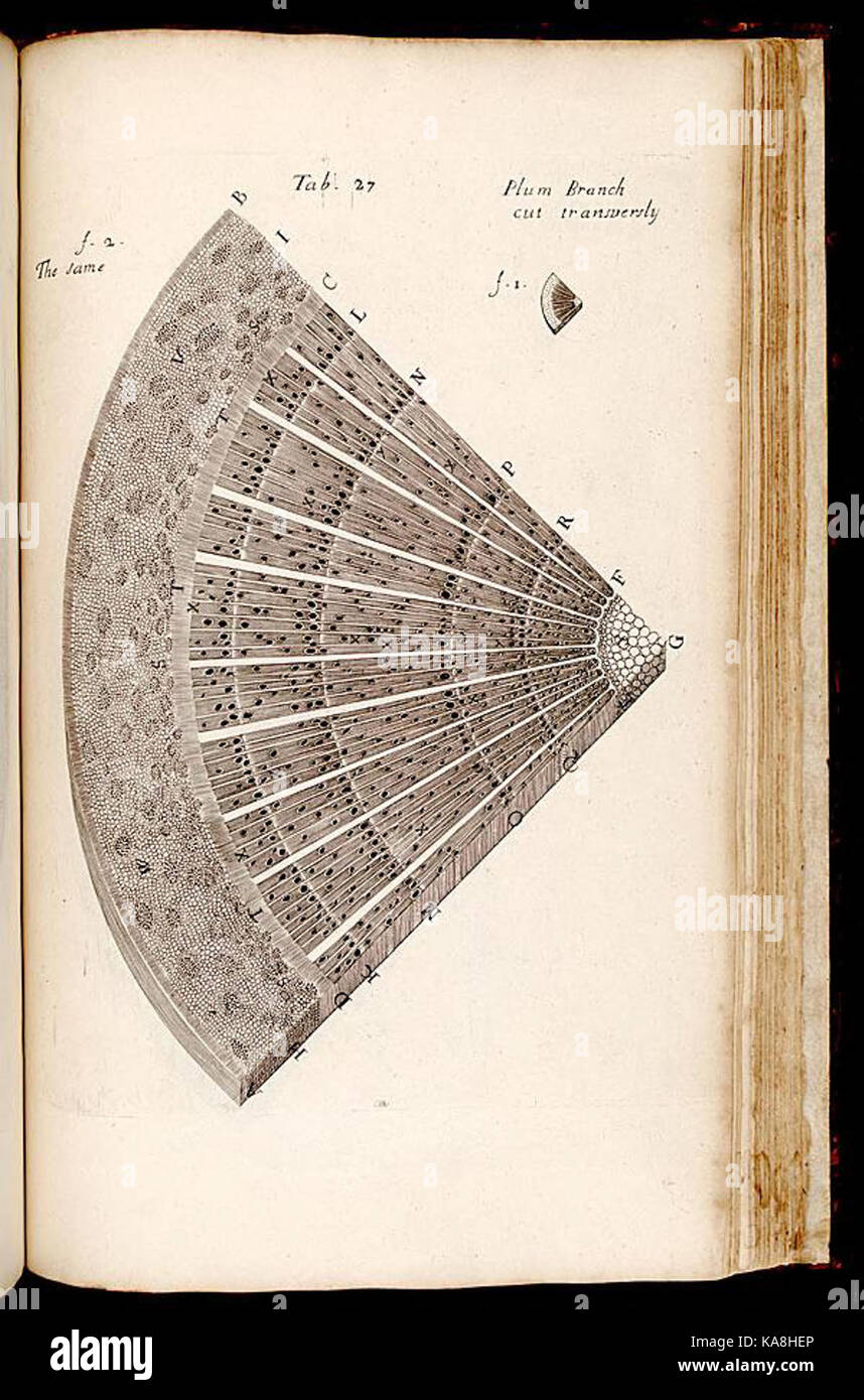 This botanical illustration, labeled as Tab. 27, depicts the anatomy of ...