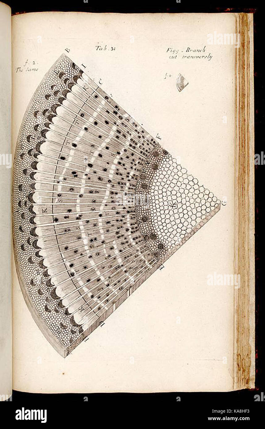 The anatomy of plants (Tab. 31) BHL268153 Stock Photo - Alamy