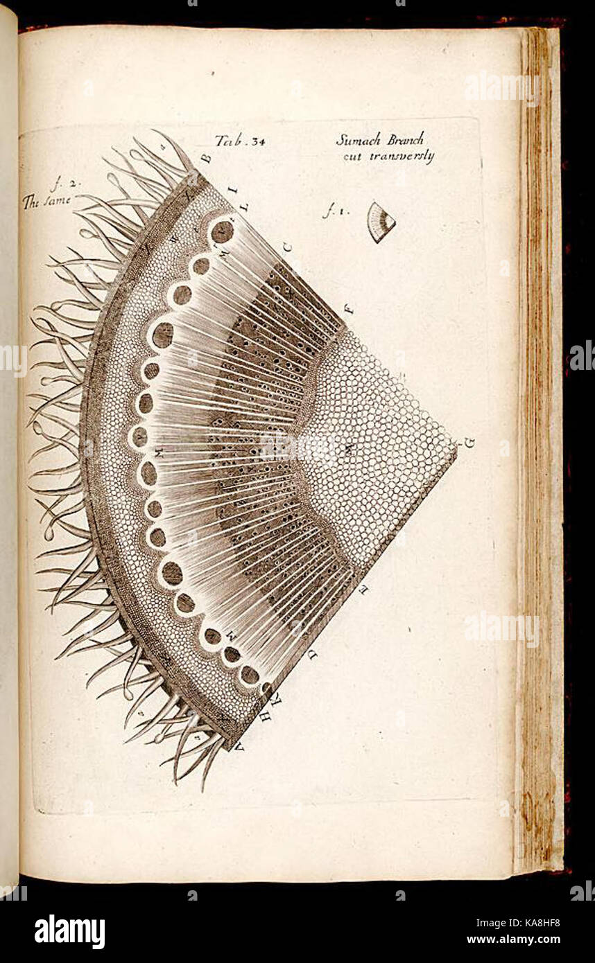 The anatomy of plants (Tab. 34) BHL268159 Stock Photo - Alamy