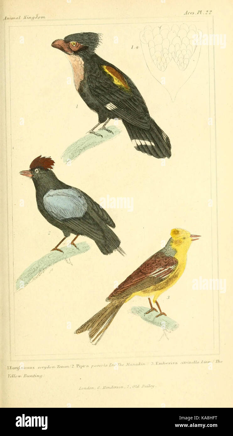 Classification of animals chart hi-res stock photography and images - Alamy