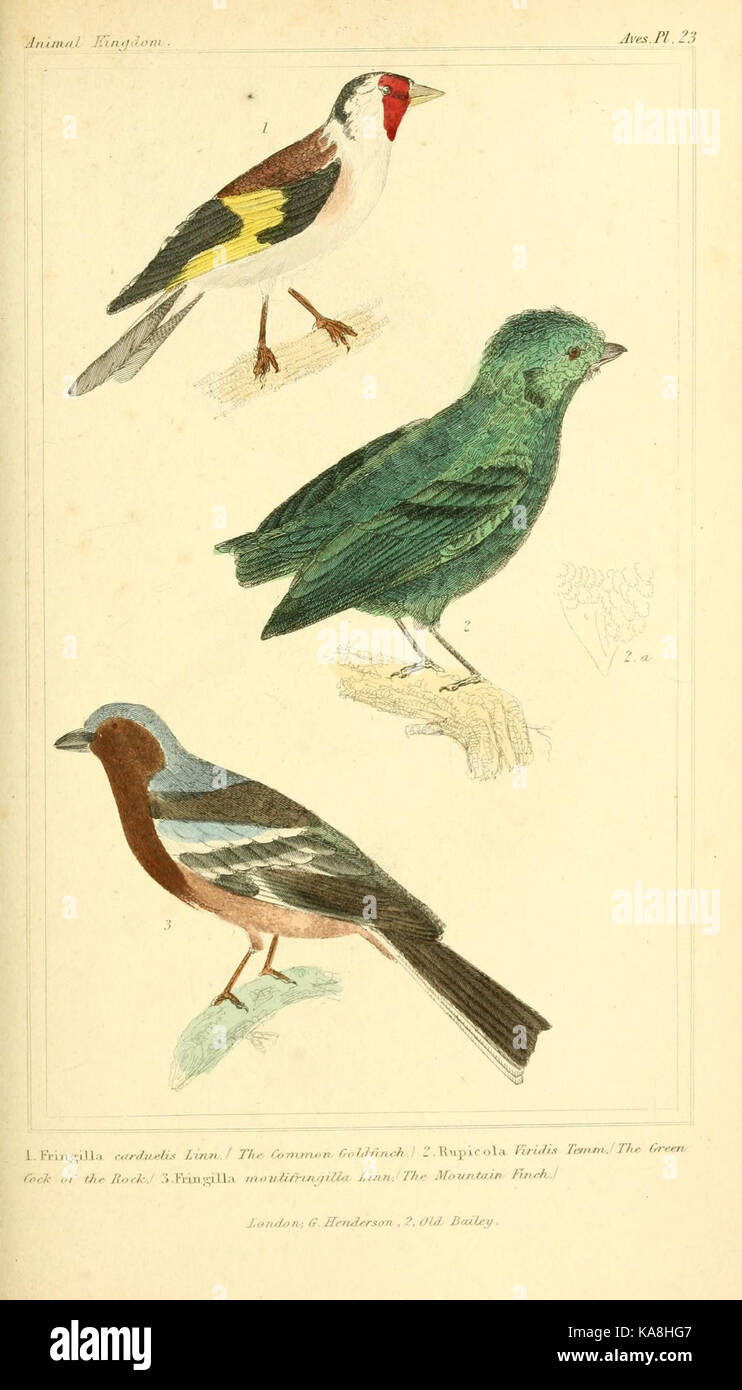 The animal kingdom, arranged according to its organization, serving as ...