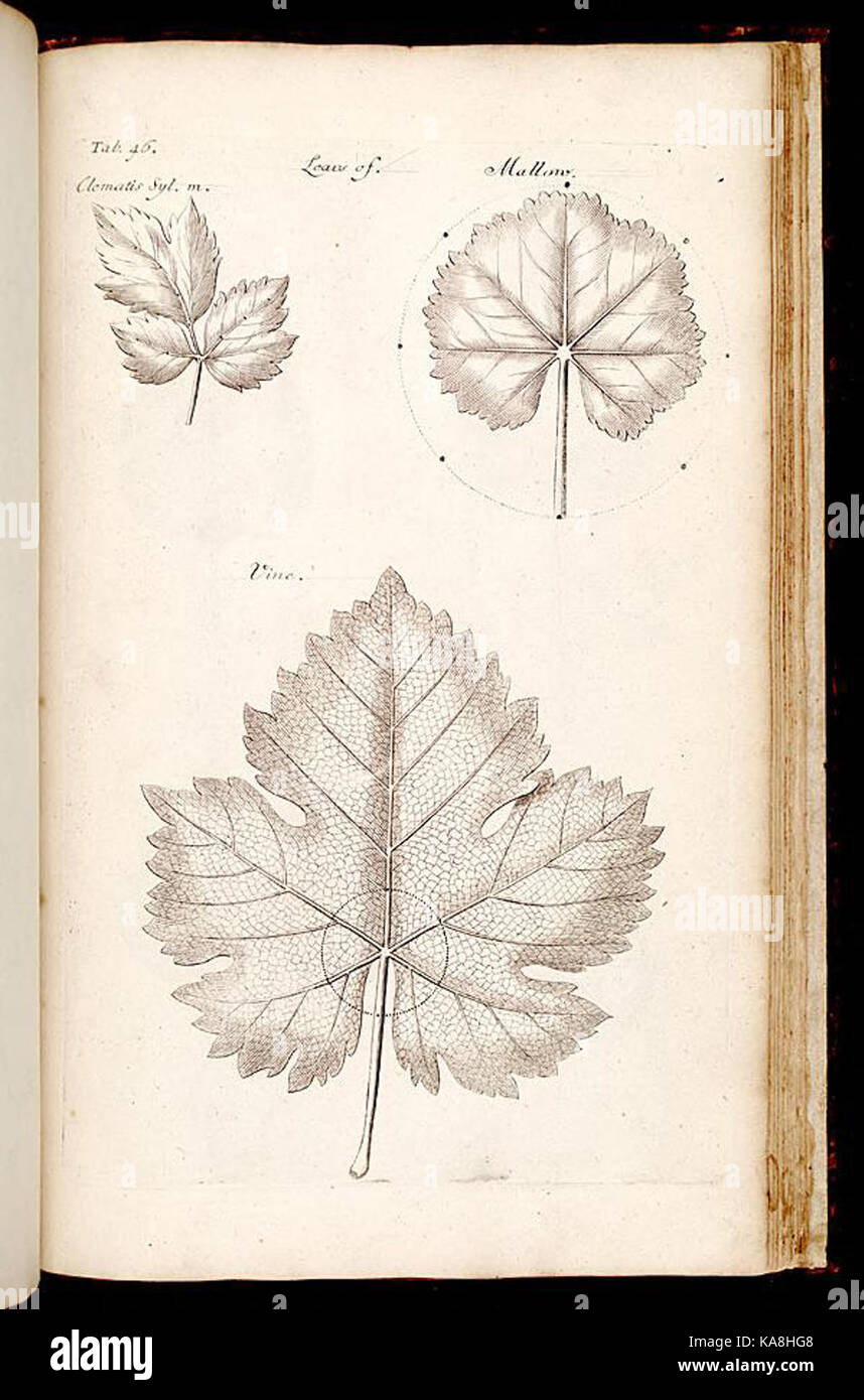 Nature development plants cells hi-res stock photography and images - Alamy