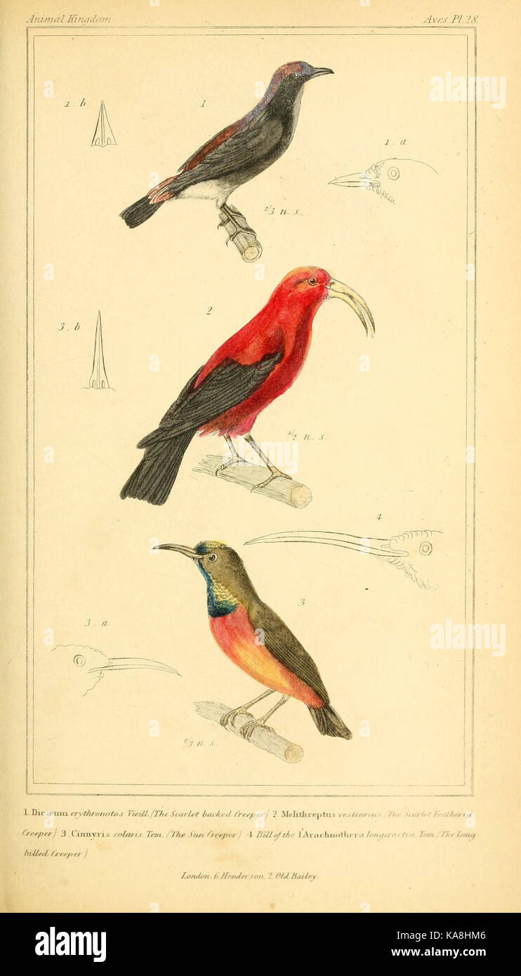 The animal kingdom, arranged according to its organization, serving as ...