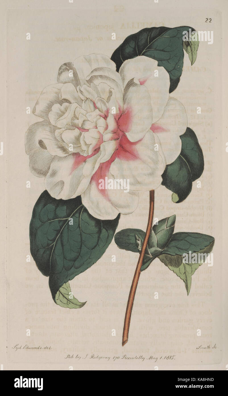 This illustration from 'The Botanical Register' features various plant ...