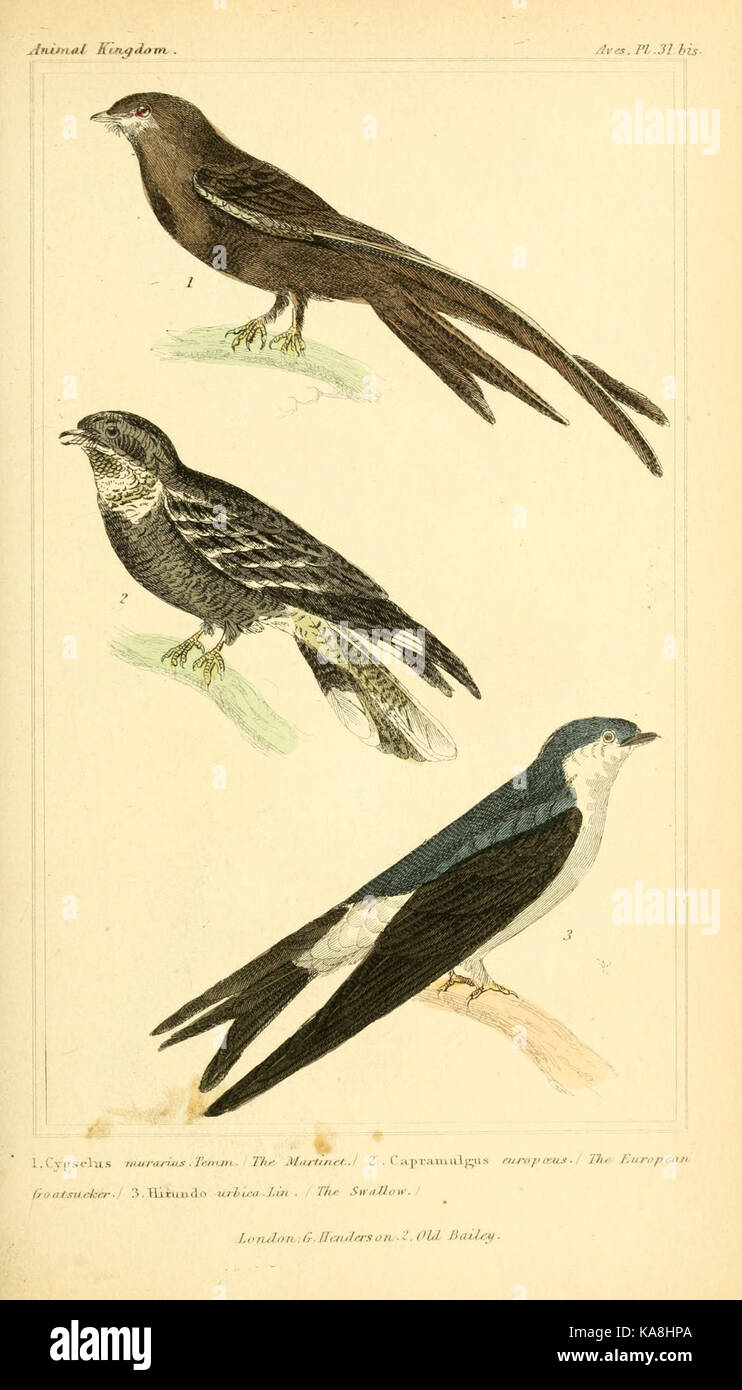 This illustration from 'The Animal Kingdom' organizes animals by their ...