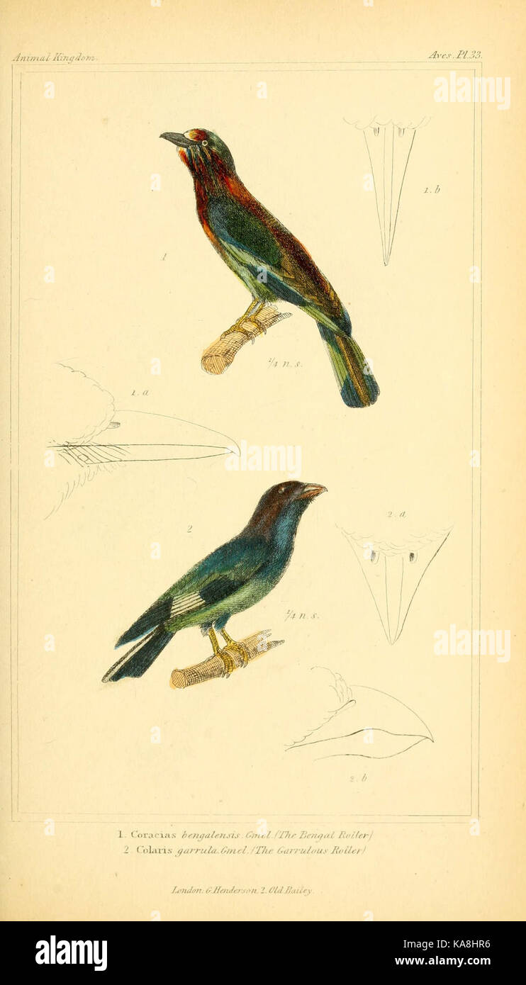 The animal kingdom, arranged according to its organization, serving as ...