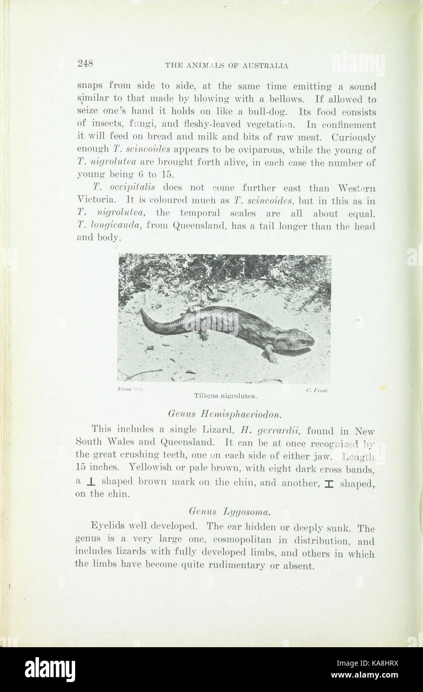 The animals of Australia (Page 248) BHL43161174 Stock Photo - Alamy