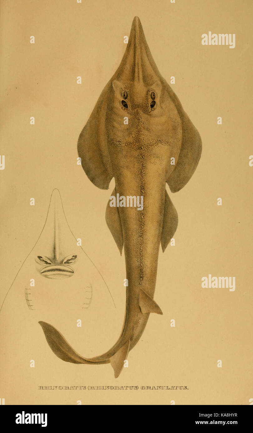 Shark showcases hi-res stock photography and images - Alamy