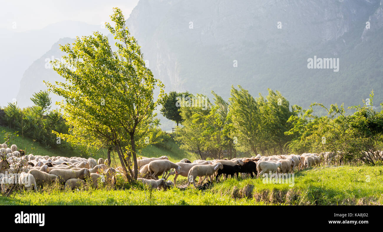 Pasture grazing flock sheep hi-res stock photography and images - Alamy