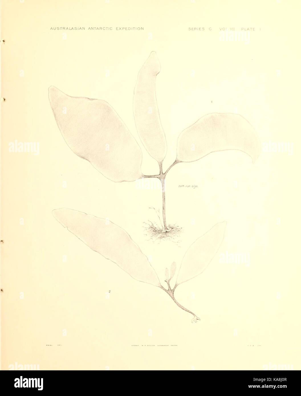 Commonwealth bay map hi-res stock photography and images - Alamy