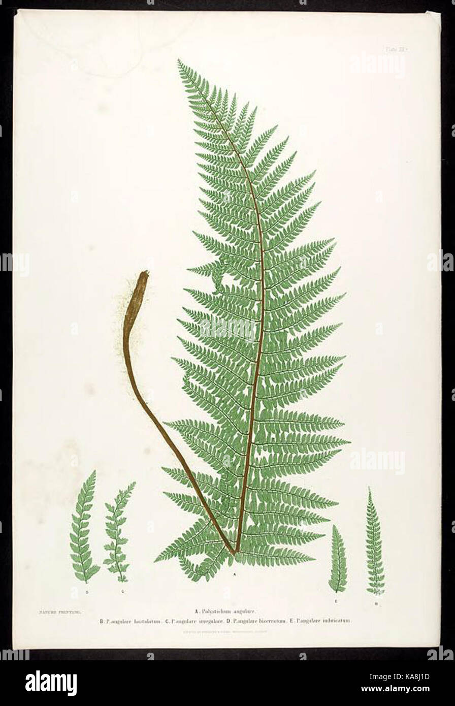 Map of ireland xii hi-res stock photography and images - Alamy