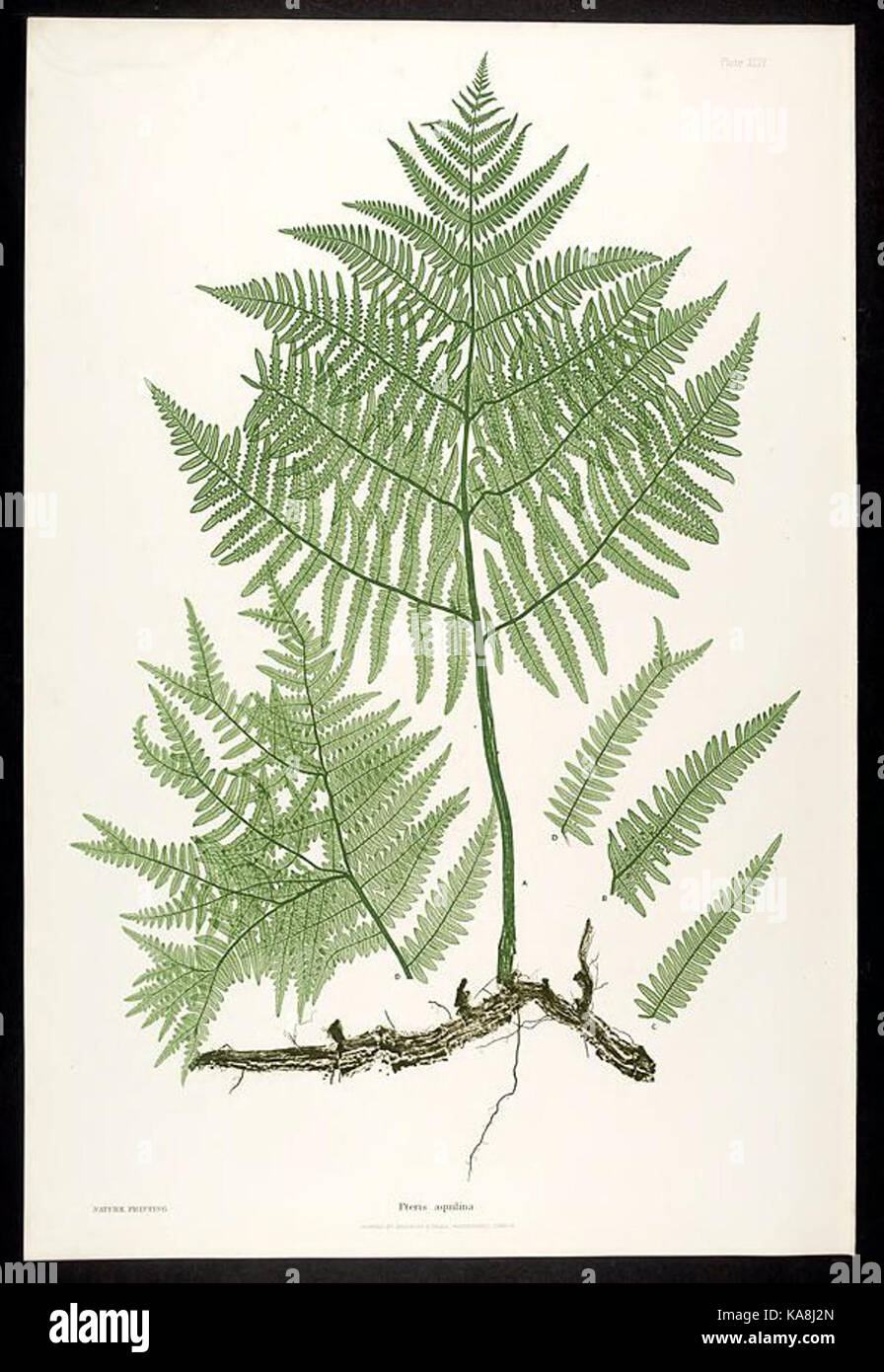 This illustration from 'The Ferns of Great Britain and Ireland ...
