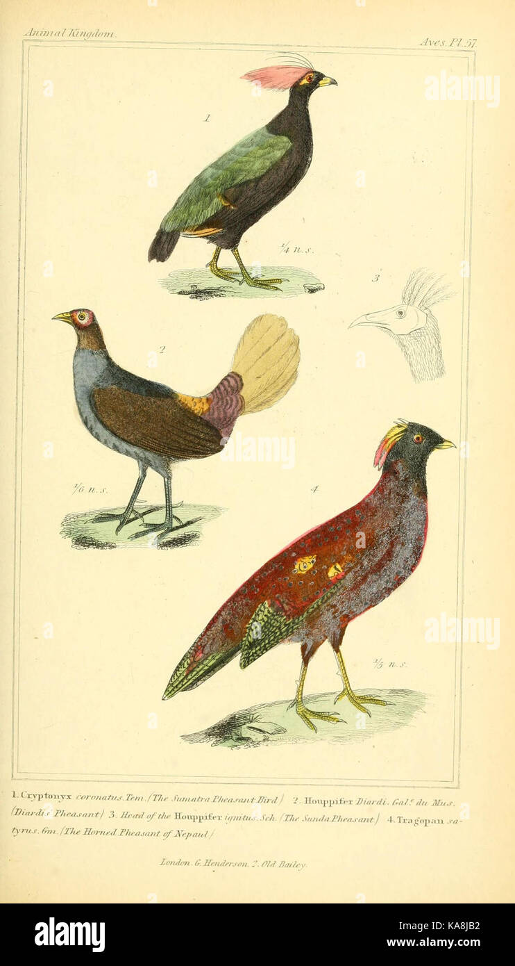 A plate from 'The Animal Kingdom,' illustrating the classification of ...