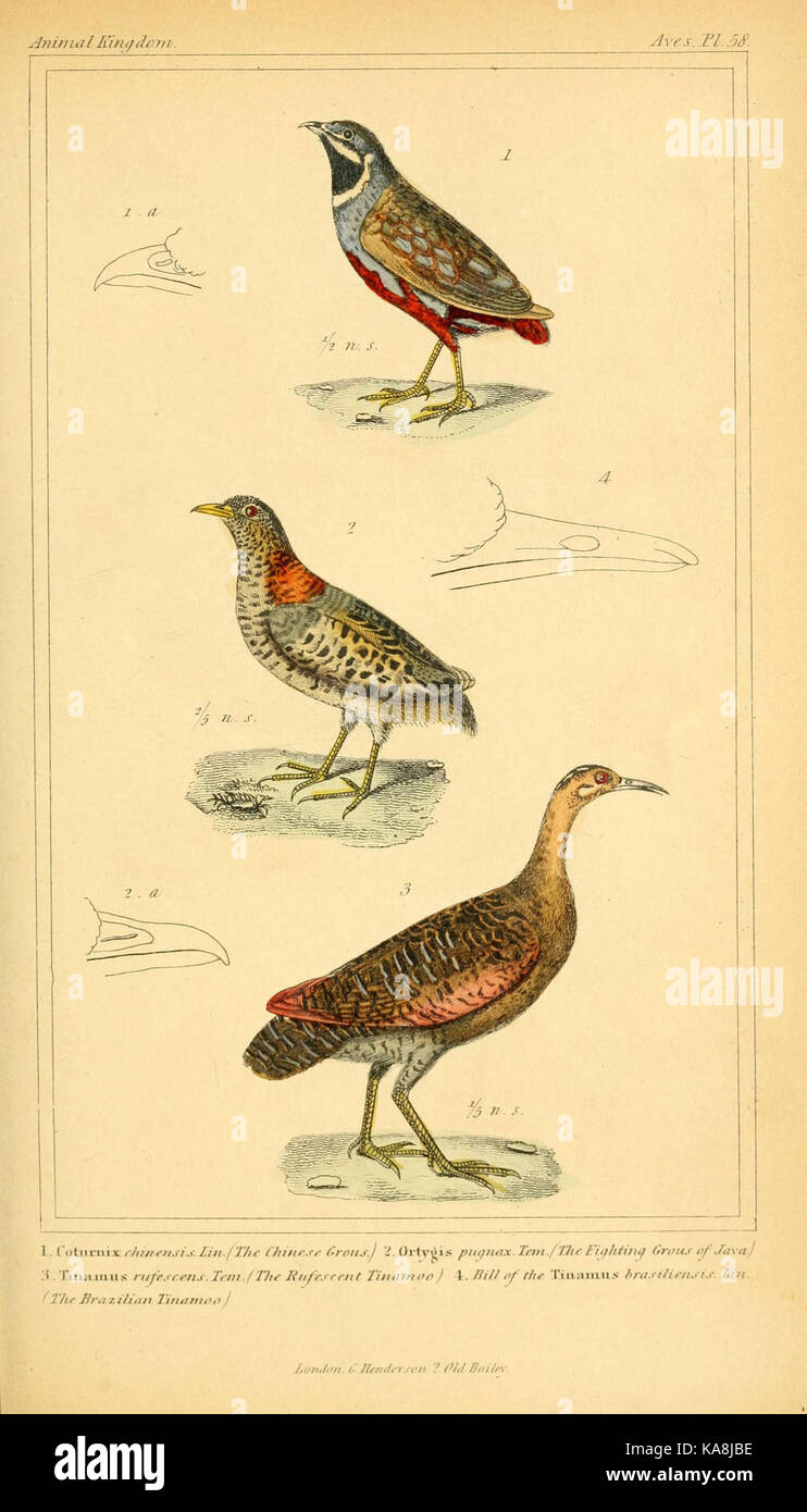 This illustration from 'The Animal Kingdom' shows a detailed ...