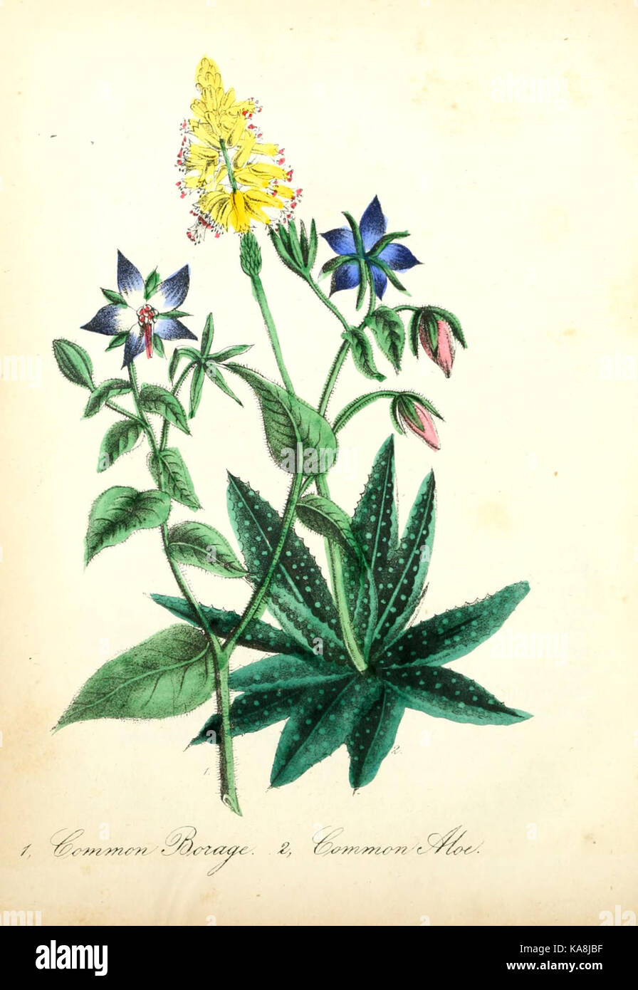 A botanical illustration from 'The American Flora,' featuring detailed ...