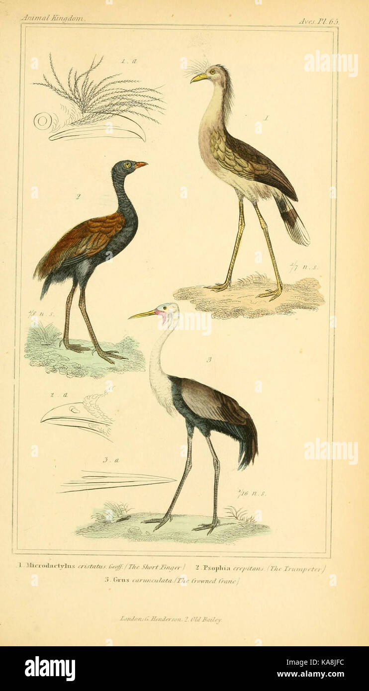 A scientific illustration from a historical textbook showcasing the ...
