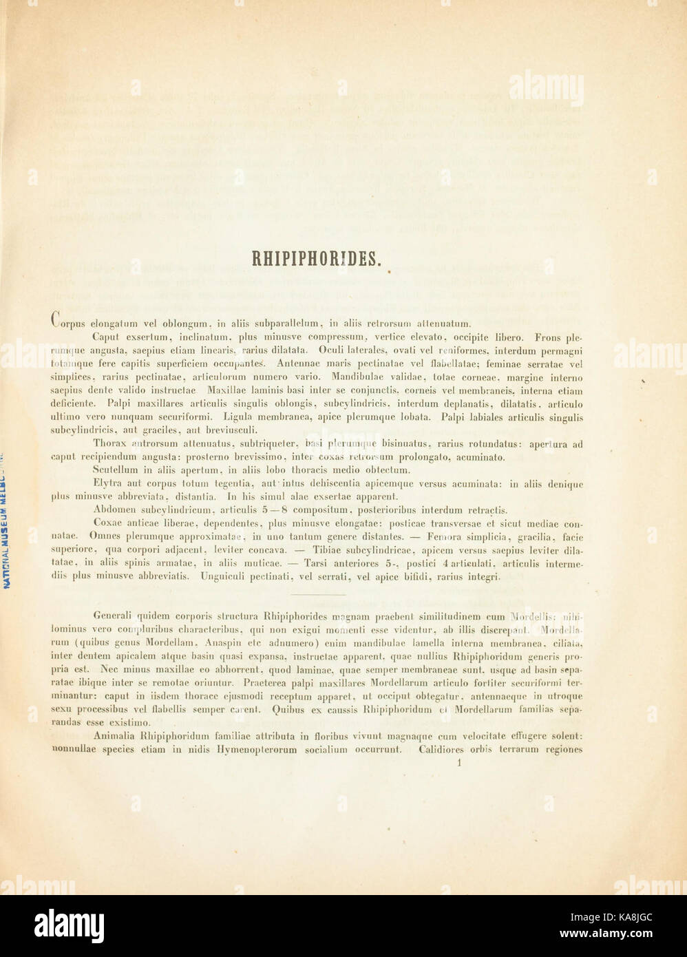 Rhipiphoridum coleopterorum familiae, dispositio systematica (Page 1 ...