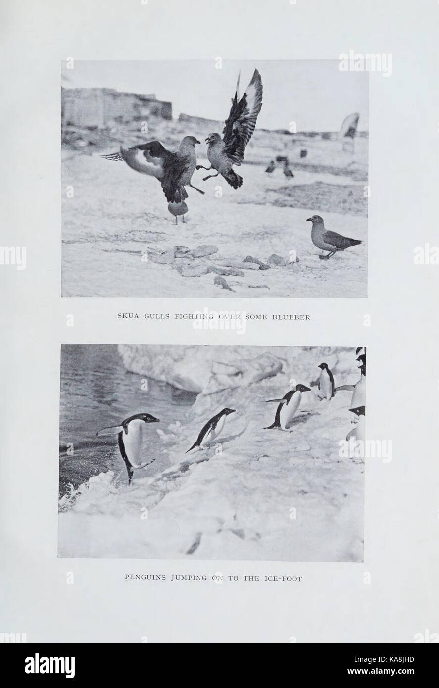 Scott's last expedition BHL48065726 Stock Photo - Alamy