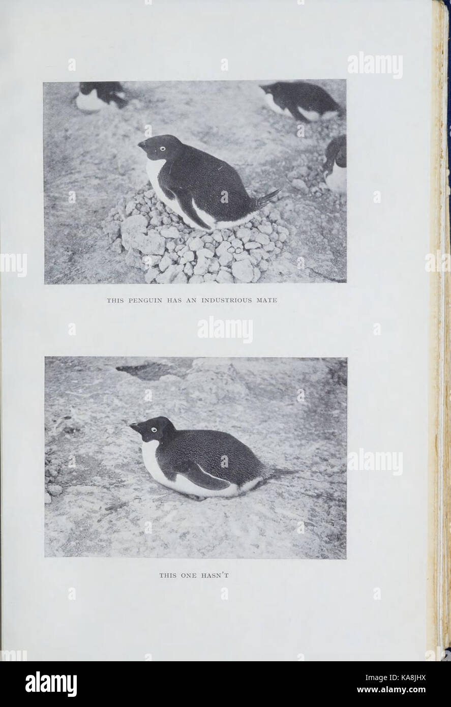 Robert falcon scotts discovery hi-res stock photography and images - Alamy