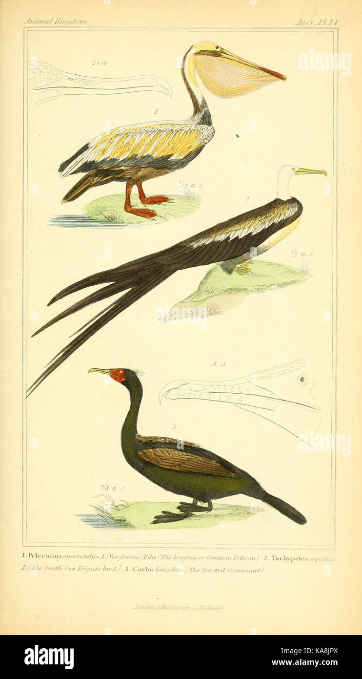 The animal kingdom, arranged according to its organization, serving as ...