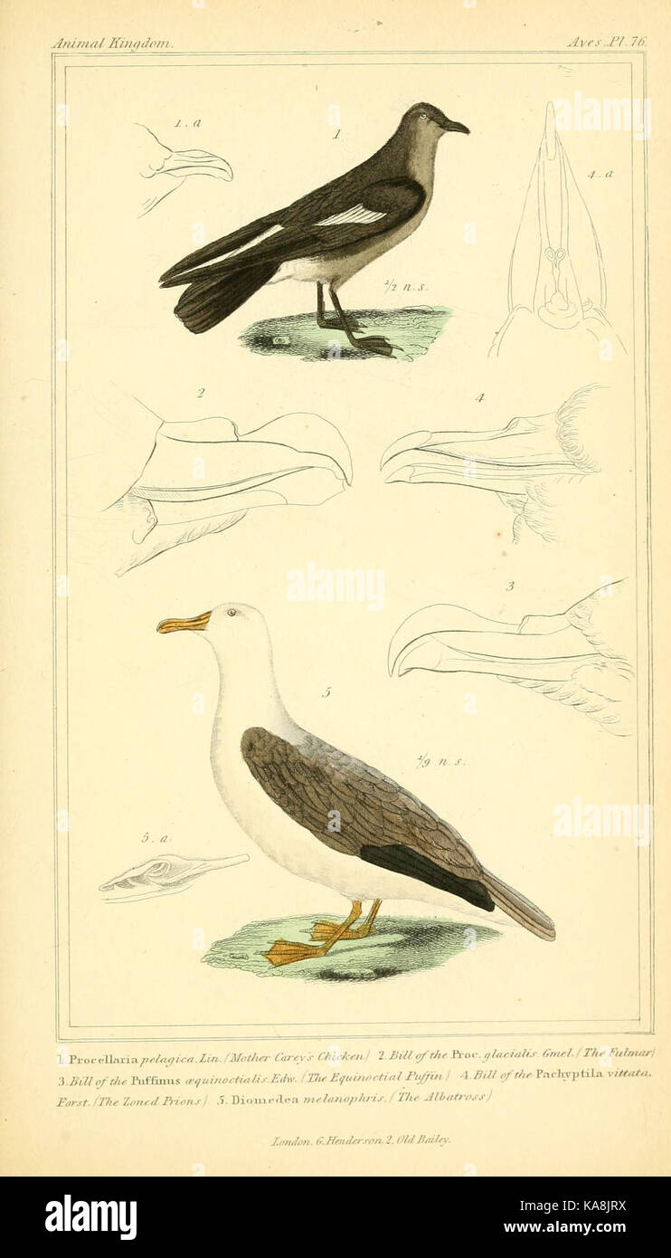 The animal kingdom, arranged according to its organization, serving as ...