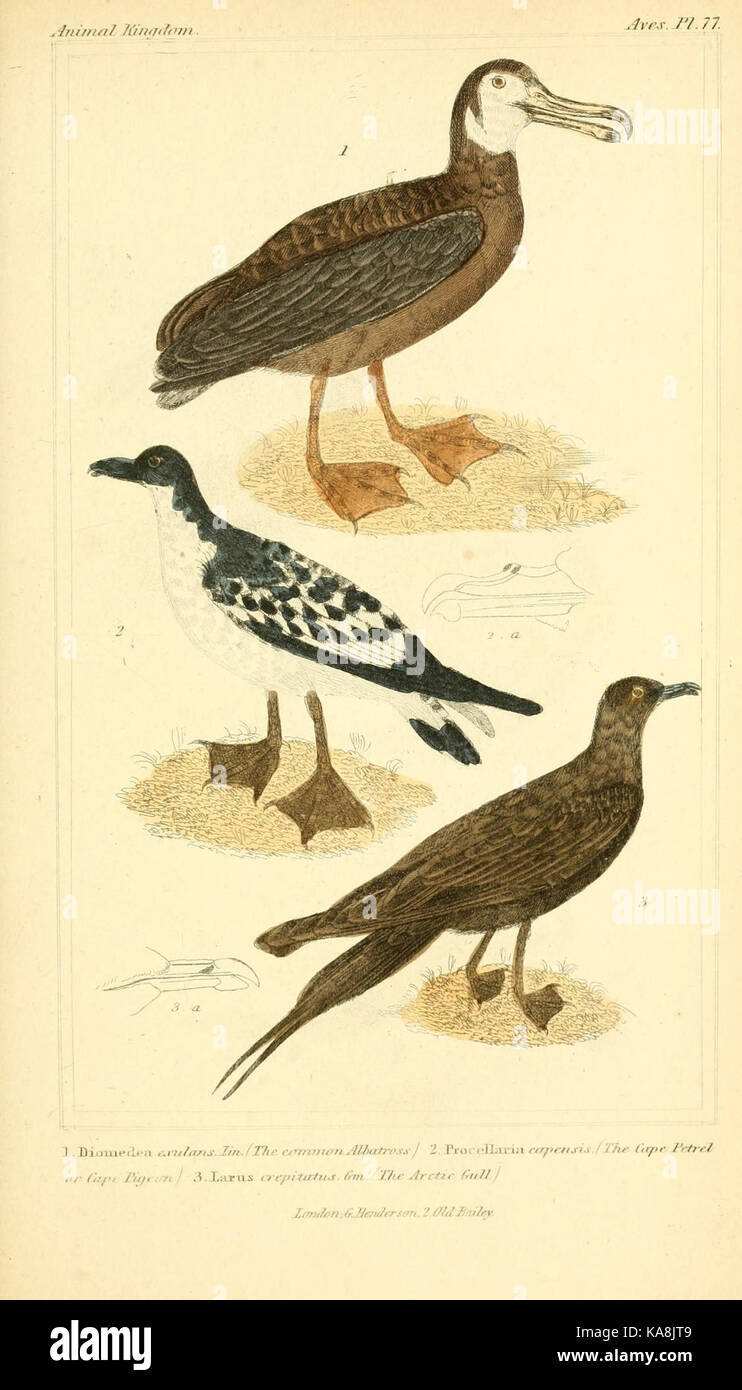 The animal kingdom, arranged according to its organization, serving as ...