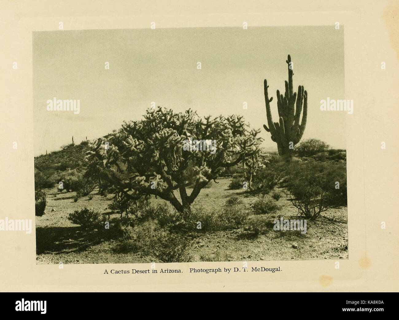 Cactaceae classification pictorial works hi-res stock photography and ...