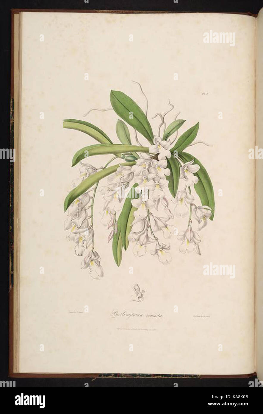 Orchidaceum hi-res stock photography and images - Alamy