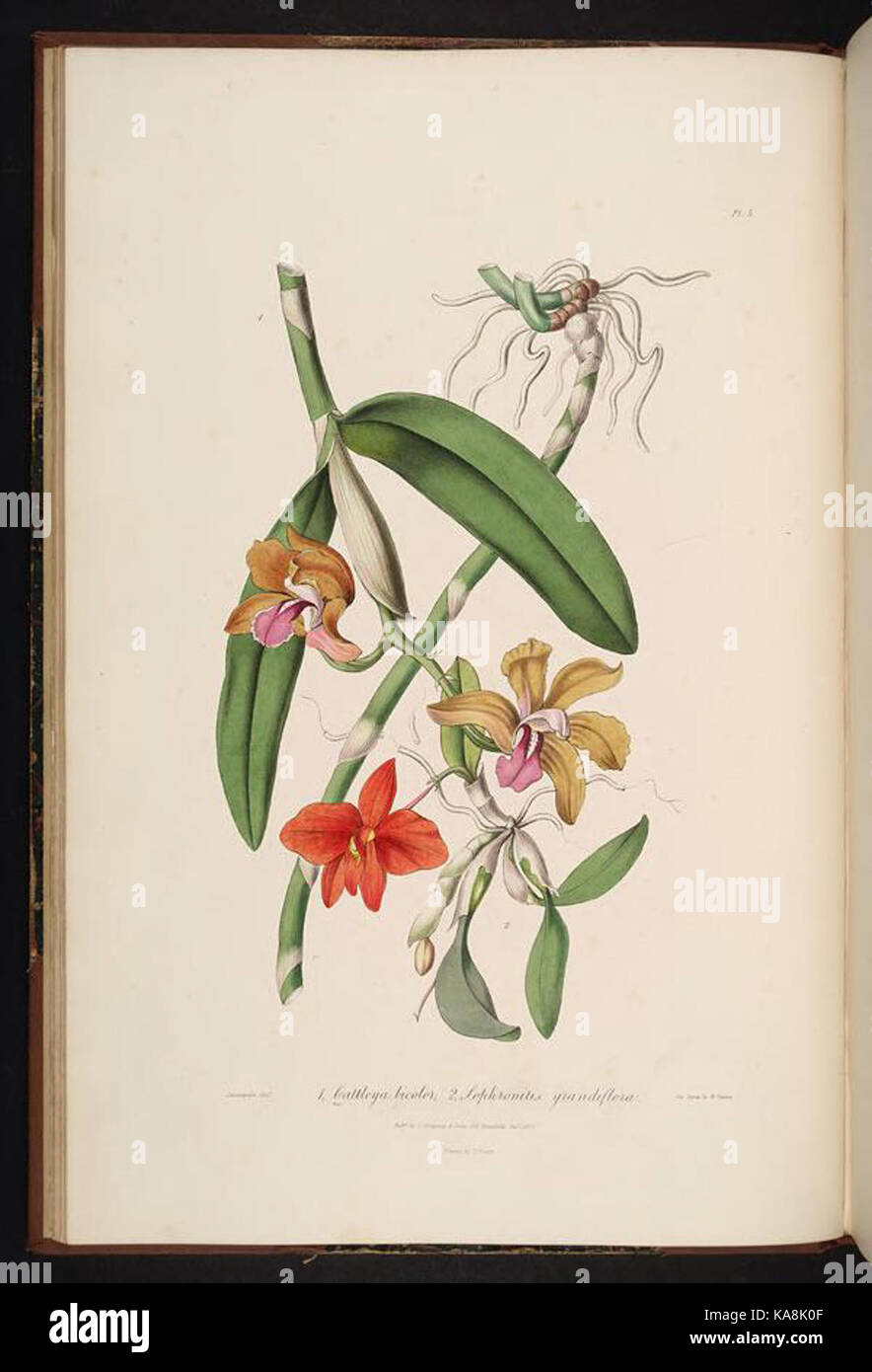 Sertum orchidaceum hi-res stock photography and images - Alamy
