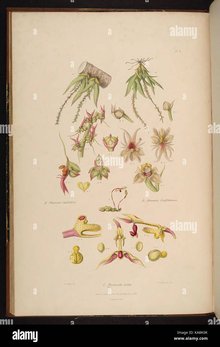 Sertum orchidaceum (Pl. 8) BHL269819 Stock Photo - Alamy