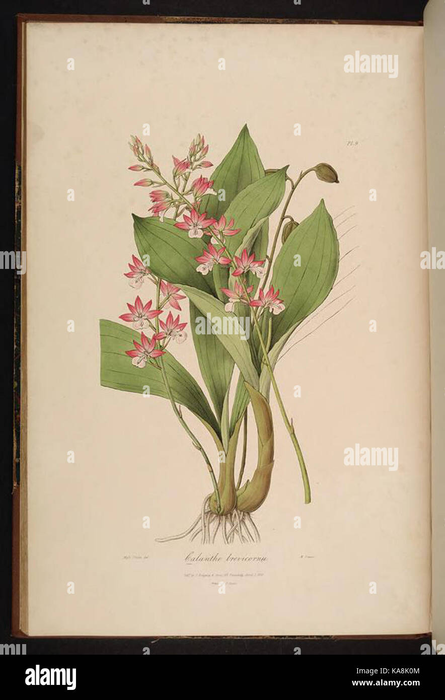 Sertum orchidaceum (Pl. 9) BHL269827 Stock Photo - Alamy