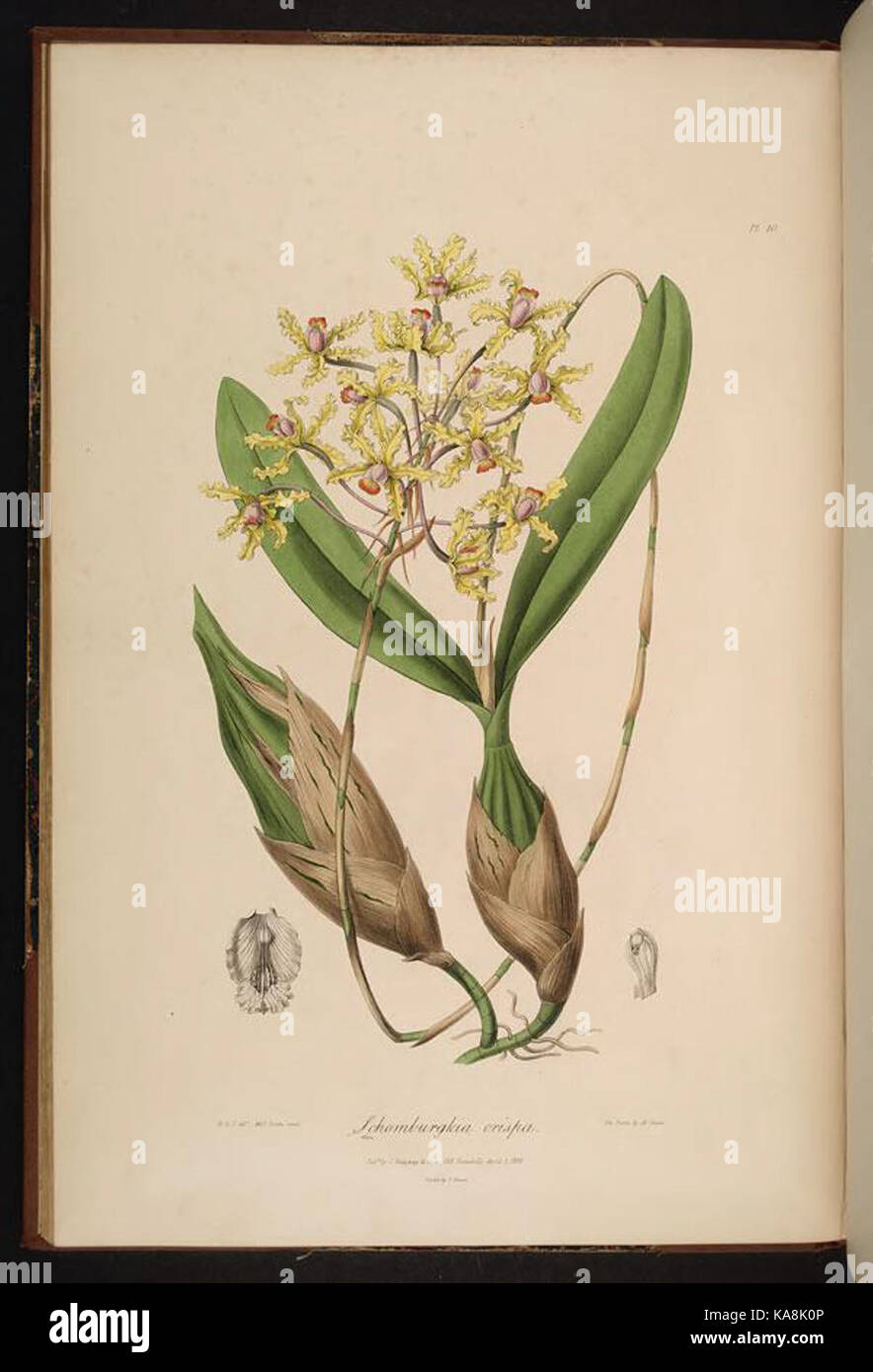 Sertum orchidaceum hi-res stock photography and images - Alamy